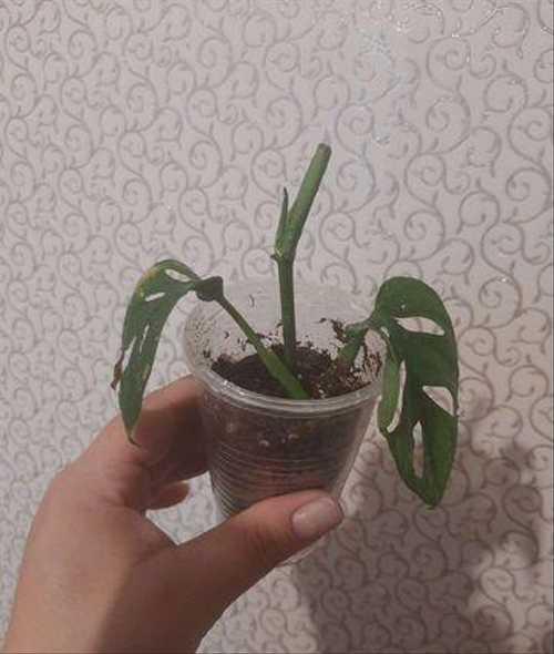 Монстера косая (Monstera obliqua)