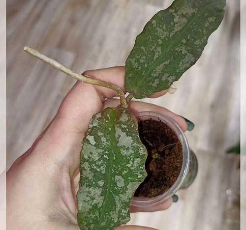 Hoya undulata army
