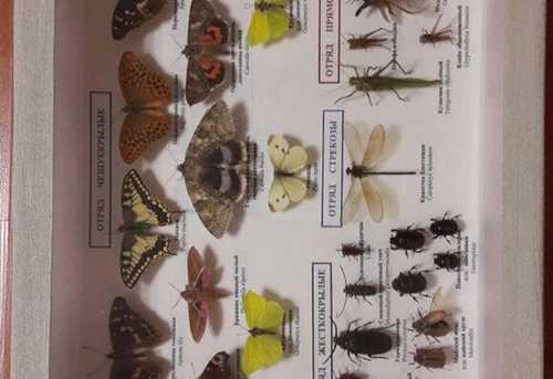 Коллекция насекомых