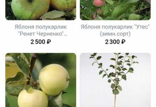 Яблони груши крупномеры