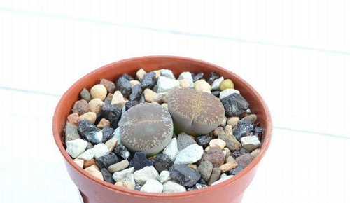 Lithops sp. (Литопс) (SCT28936)