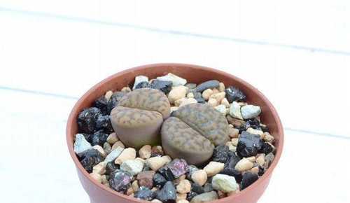 Lithops sp. (Литопс) (SCT28920)