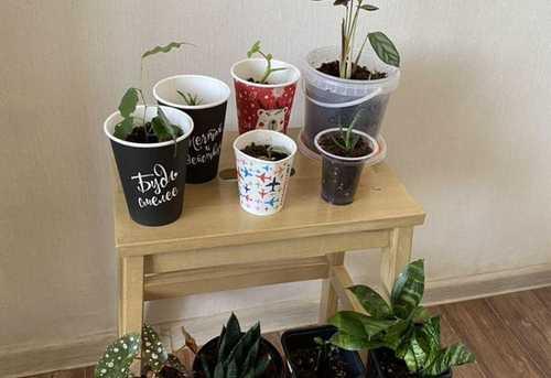 10 видов растений