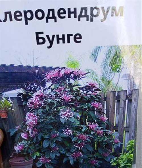 Клеродендрум Бунге