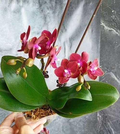 Орхидея фаленопсис ароматная Cinnamon (Корица)