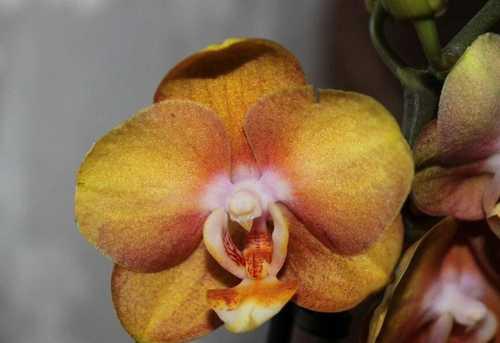 Орхидея фаленопсис Лас-Вегас Гоуд