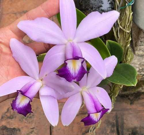 Орхидея cattleya 4 разные