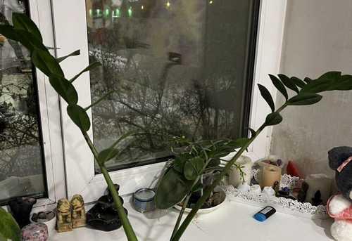 Замиокулькас