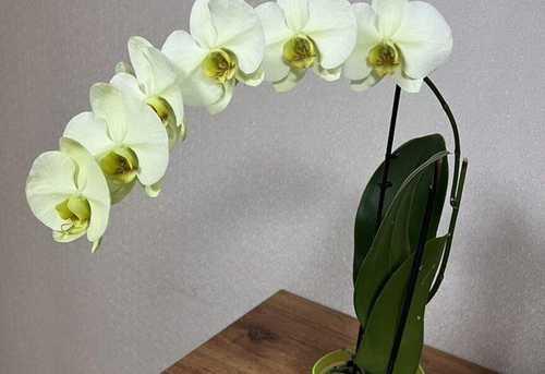 Орхидея фаленопсис зеленая яблока
