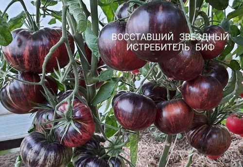 Семена томатов. Антоцианы