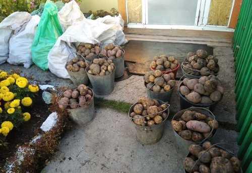 Продам картофель, белый, крупный, свежий урожай