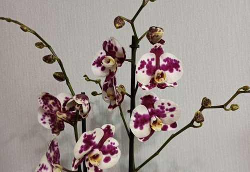 Орхидея фаленопсис, 2 ствола