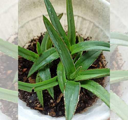 Агава королева Виктория Agave victoriae-reginae