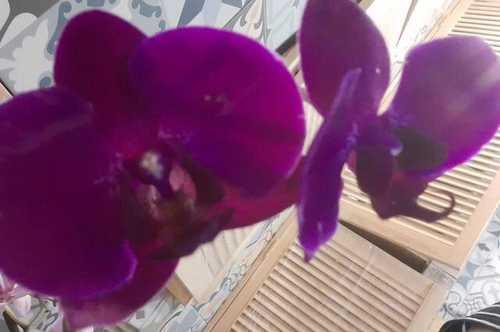 Орхидея фаленопсис Stellenbosch обмен