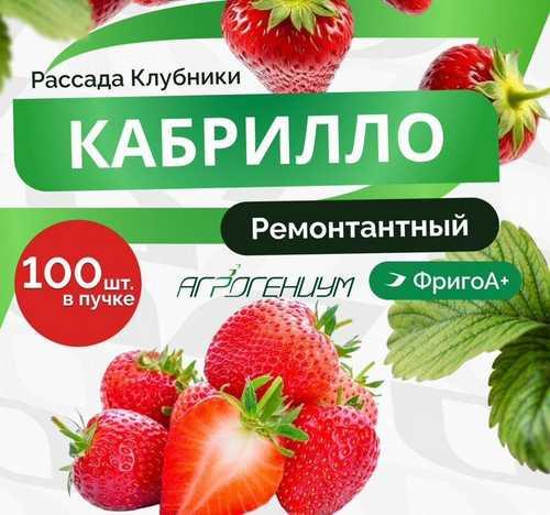 Сорт Кабрилло - Клубника посадочный материал Фриго A  ремонтантная (Арт. kabrillo-frga-16)