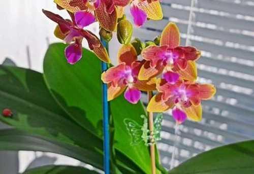 Орхидея Miki Golden Sand peloric