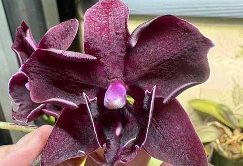 Орхидея фаленопсис black marble