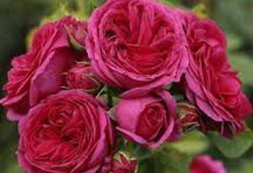 Саженцы красивых чайно-гибридных роз