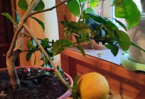 Мандарин, мандариновое дерево, саженцы мандарина