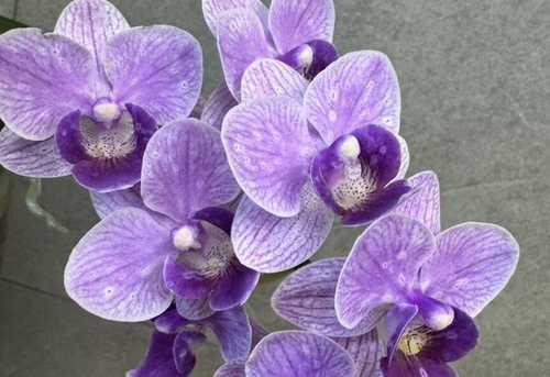Орхидея violet queen