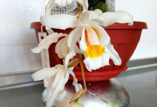Орхидея Coelogyne cristata maxima с цветами