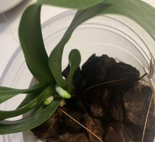Орхидея фаленопсис Дикий белый