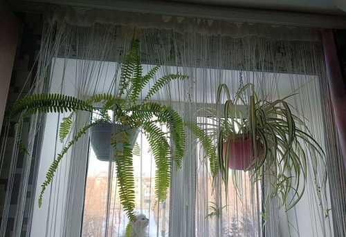 Папоротник хлорофитум комнатные растения