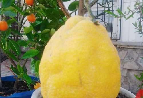Лимон,апельсин,мандарин,цитрон,каламондин