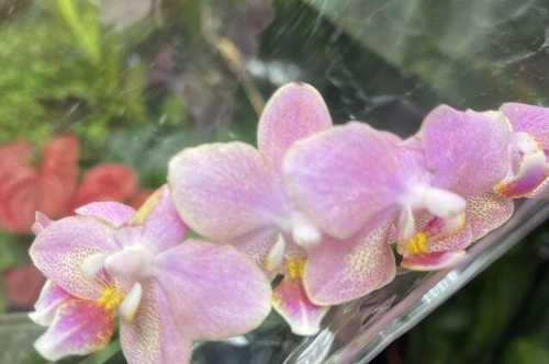 Орхидея Одориан отцветает