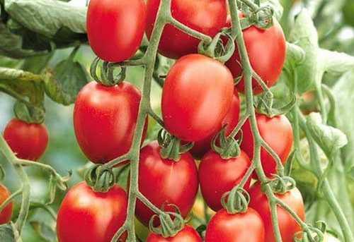 Рассада помидоры красные "черри-оливка"
