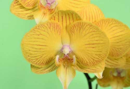 Орхидея Phal.JC121