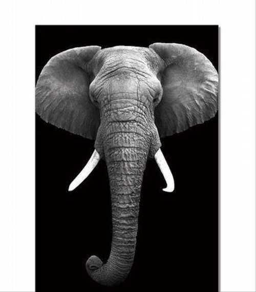 Репродукция Слон. Анфас (слон. анфас)