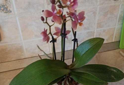 Орхидея парфюмерная фабрика Саммерион