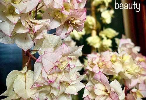 Бугенвиллия Bougainvillea