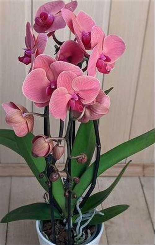 Орхидея Азиатский Корал
