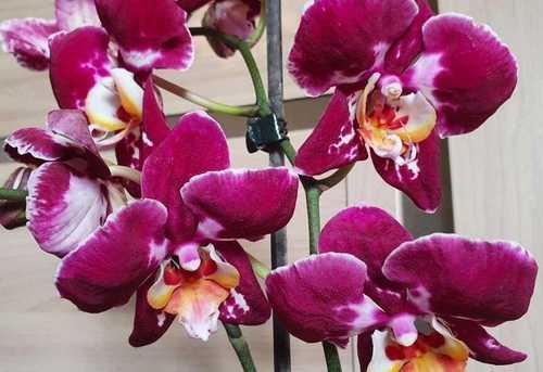 Сортовые орхидеи в наличии