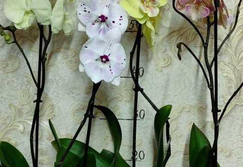 Орхидеи Биг лип
