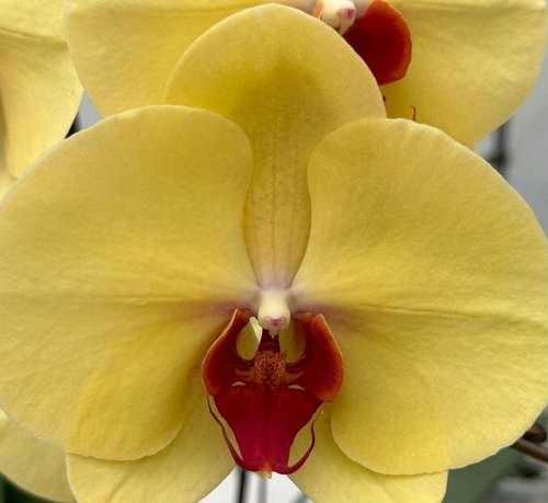 Орхидея Phal. Golden Sun LL221