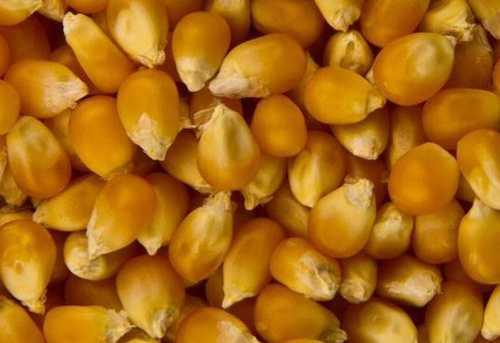 Кукуруза семена дкс 3710