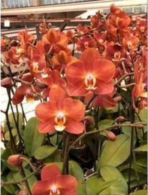 Орхидея Горизонт