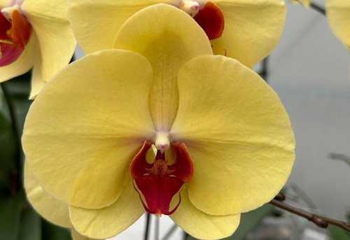 Орхидея Phal. Shinning Beauty LL221