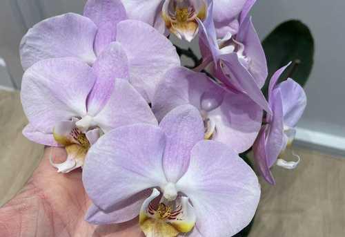 Орхидея фаленопсис SP