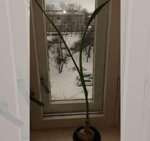 Продам индийский(китайский) лук