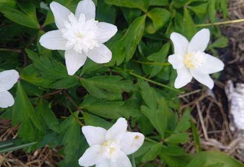 Ветреница амурская,увулярия крупная,семена и.д