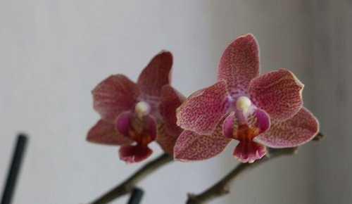 Орхидея Сансет Лав