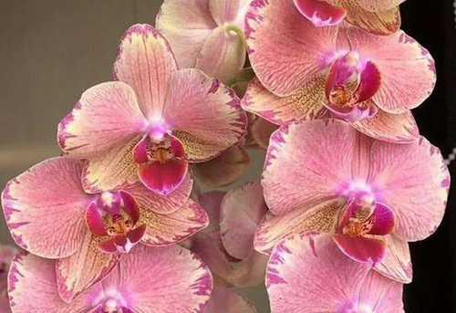 Орхидея фаленопсис Пират пикоти