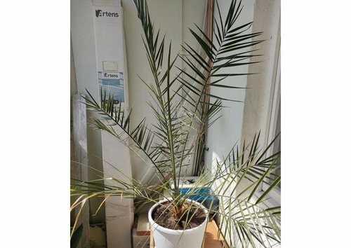 Финиковая пальма (Канарский финик)