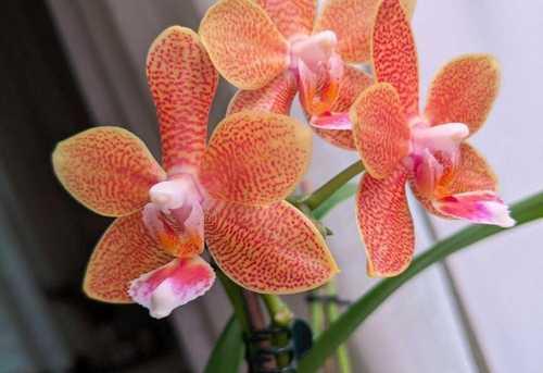 Орхидея фаленопсис "Мастерпис"