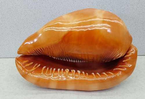 Ципрекассис руфа 17,32 морская ракушка раковина