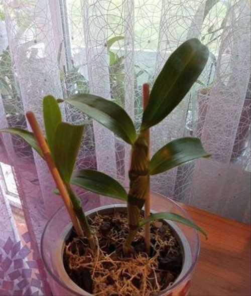 Орхидея дендробиум Нобиле белый